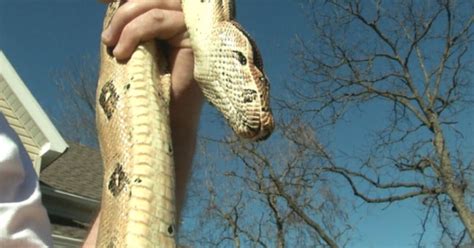 City Snakes Must Be On A Leash