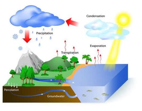 Sc 912e71 Biogeochemical Cycles Welcome To Dr Suris Science Class