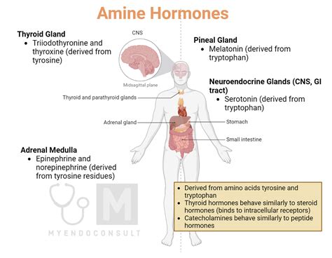 Examples Of Amine Hormones And Their Health Effects