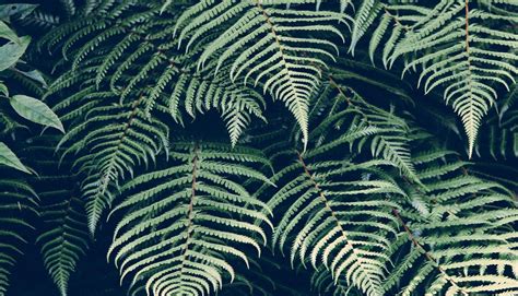 Tumblr Plant Desktop Wallpapers Top Free Tumblr Plant Desktop