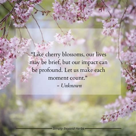 200 Beautiful Cherry Blossom Quotes Sakura Quotes Simplybeyondherbs