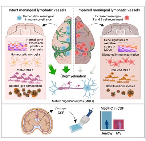 Meningeal Lymphatic Function Promotes Oligodendrocyte Survival And Brain Myelination Aini
