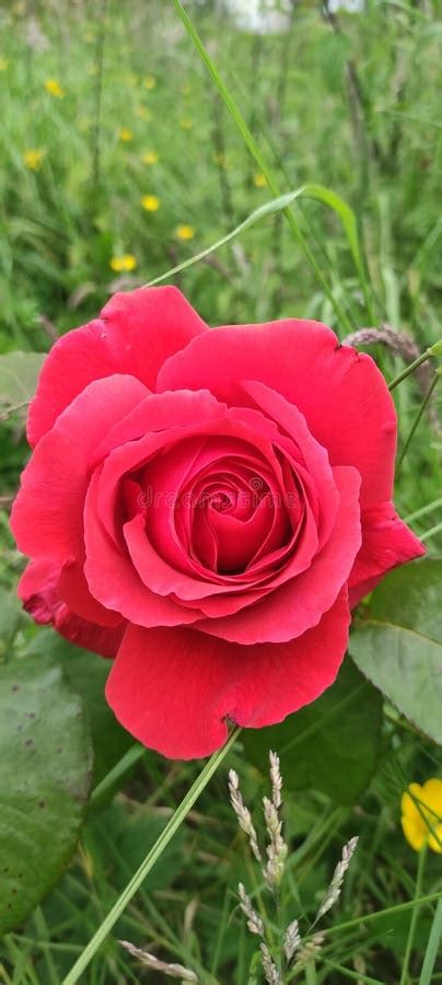 A Red Rose Blooming With Green Grass In The Garden Stock Image Image