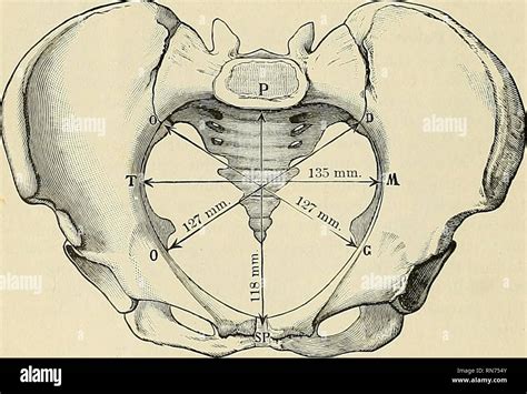 Pelvic Outlet Female