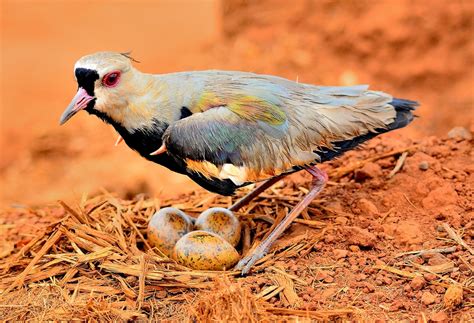 Foto Quero Quero Vanellus Chilensis Por Douglas Oliveira Wiki Aves