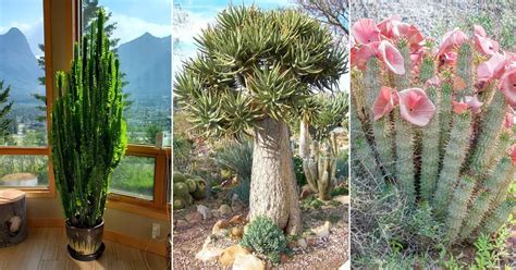 14 Best African Succulent Plants Succulent Garden Web
