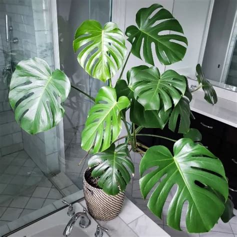 Monstera Là Cây Gì Các Loại Monstera Kiểng đẹp Phổ Biến