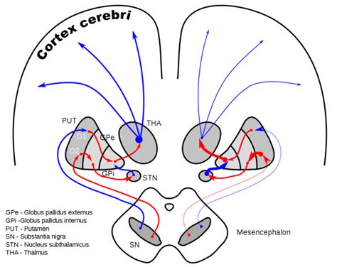 Subthalamic Nucleus Best Diagram Collection