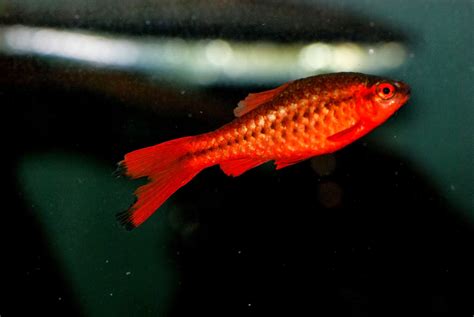 Cherry Barb | Akuariyom