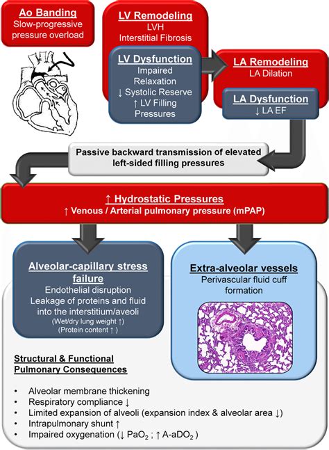 Concept Of Pathobiological And Functional Abnormalities Due To Elevated Download Scientific