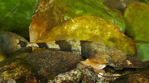 Streber Oö Landesfischereiverband