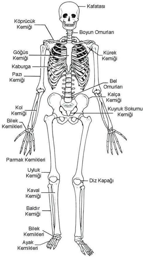 6 Sınıf Destek Ve Hareket Sistemi Konu Anlatımı Fen Hocam