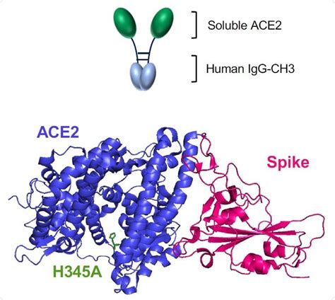 Soluble Ace2 Microbody Blocks Sars Cov 2 Entry Into Lung Cells