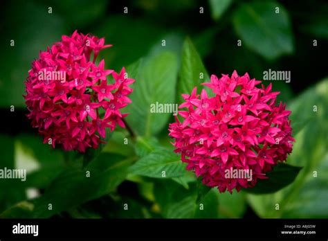 Pentas Egyptian Star Cluster