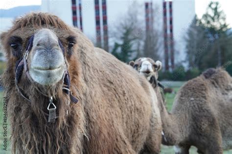 Photo Stock Meylan France March 2026 Camels And Horses From A Traveling Circus Graze Near