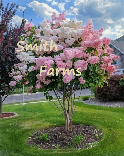25 Seeds Pink White Hydrangea Tree Hydrangea Paniculata Flowers