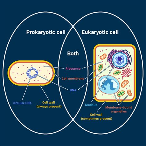Eukaryotic And Prokaryotic Cells Diagram