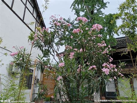 夹竹桃摄影图花草生物世界摄影图库昵图网