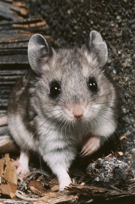 Grasshopper Mouse Cute