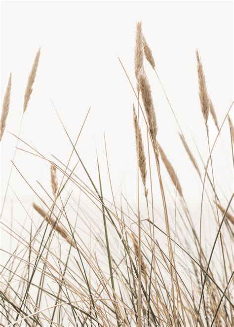 Vajande Vass Poster Med Naturmotiv Poster Store Se