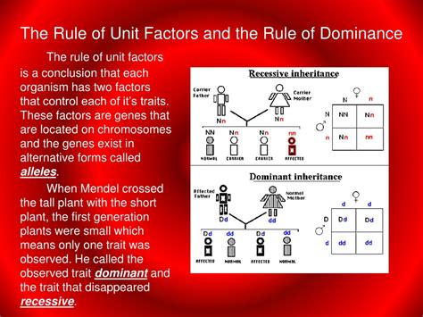 Ppt Mendels Laws Genetics Explained Powerpoint Presentation Free