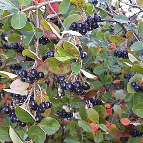 Viking Chokeberry Bush Aronia X Prunifolia Roots Plants