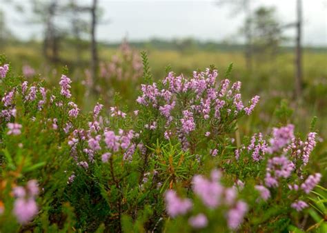 Boggy Forest Stock Photo Image Of Trees Moss Conservation 10278854