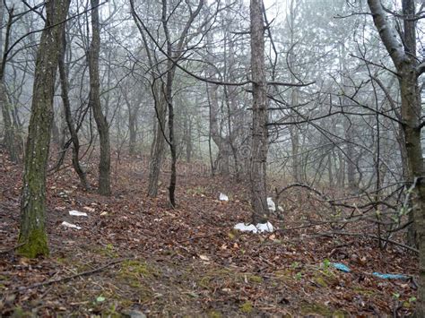 Garbage Dump In The Forest People Illegally Threw Garbage Into The Forest The Concept Of