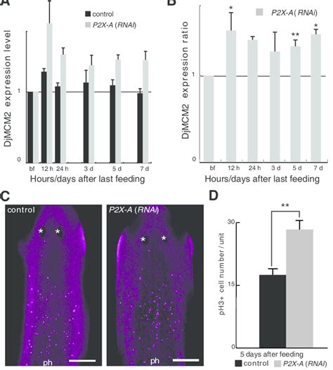 Cell Cycle Defects Observed After Feeding Djp2x A Dsrna A And B