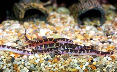 Kuhli Loach Feeding Breeding And Tankmates Information