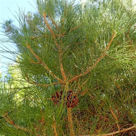 Afghan Pine Tree Seeds Pinus Eldarica For Privacy And Windbreaks
