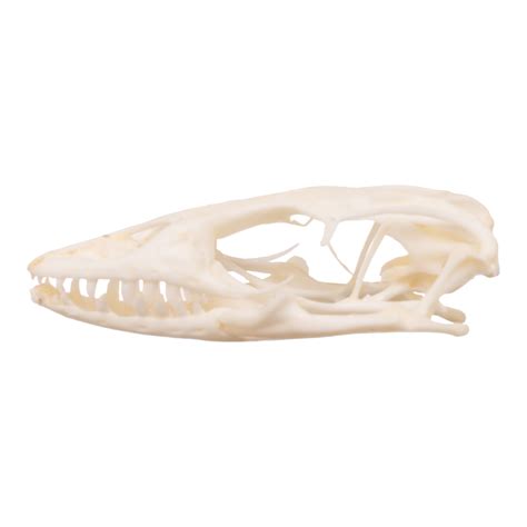 Reptile Skull Anatomy