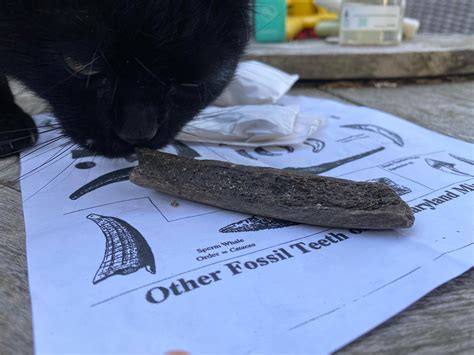 Ancientjncos Uancientjncos Reddit