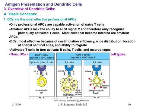 PPT Antigen Presentation And Dendritic Cells PowerPoint Presentation ID