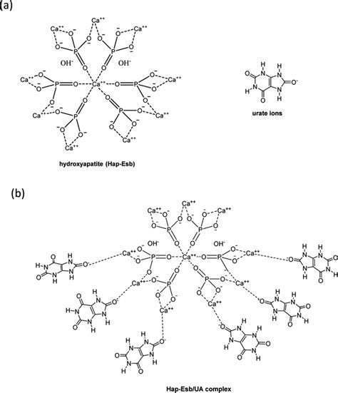 A Chemical Structures Of Hydroxyapatite Hap Esb And Urate Ions B Download Scientific