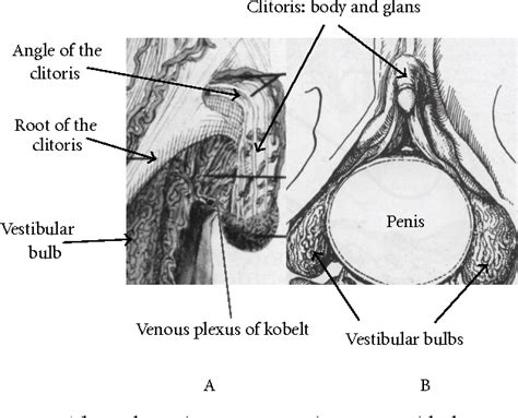 Figure 2 From Anatomy Of The Clitoris Revision And Clarifications About The Anatomical Terms