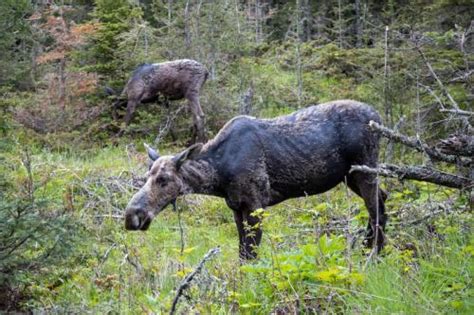 Isle Royale National Park Top Photography Locations
