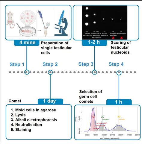 논문 리뷰 Protocol For Assessing Dna Damage Levels In Vivo In Rodent