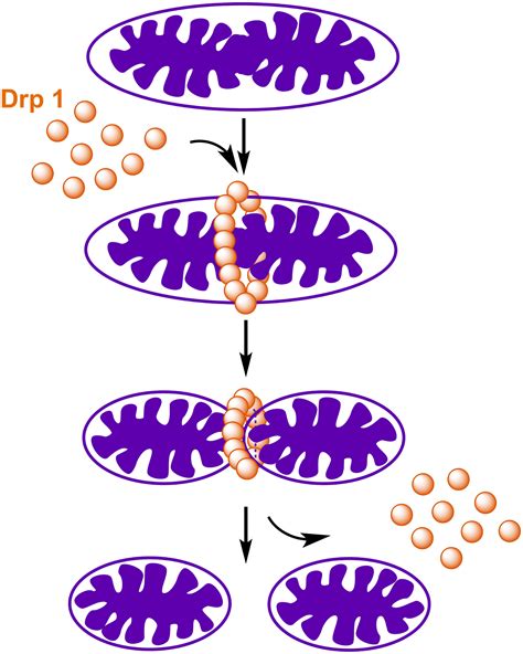 Solved Q4 Mitochondrial Fission Is Important For Healthy
