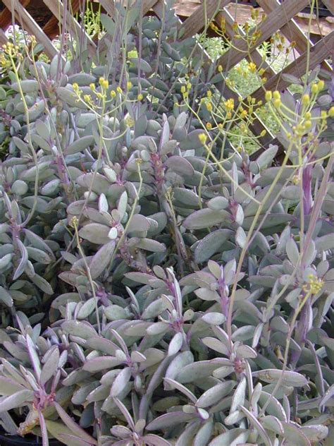 Senecio Crassissimus