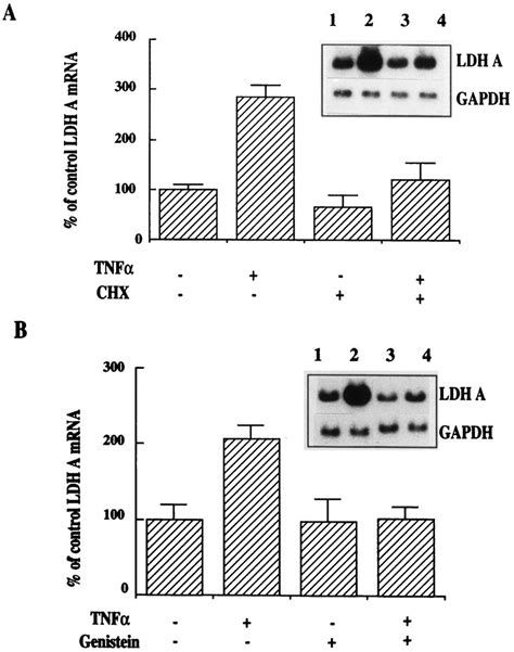 Effects Of Cycloheximide And Genistein On Tnf Induced Ldh A Mrna