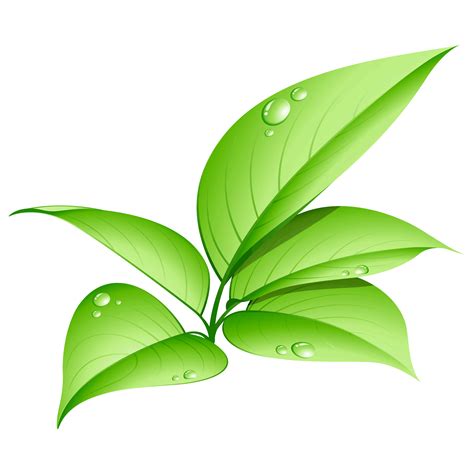 Vector Green Leafs Nature Botanical Fresh Foliage Png