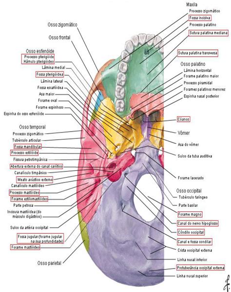Cranio E Ossos Da Ilha Dos Cervos