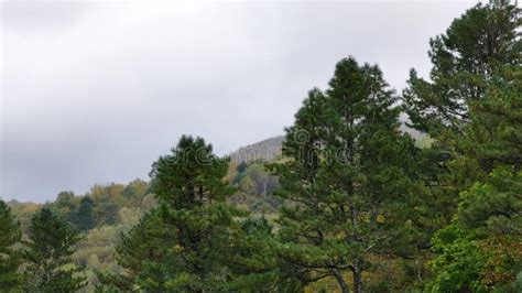 Group Of Trees In Close Proximity Stock Image Image Of Greenery