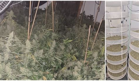 Two Arrested After Gardai Raid Sophisticated Cannabis Grow House In