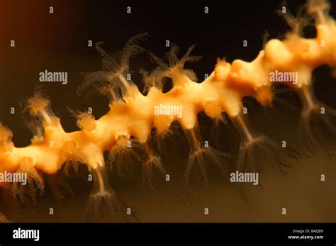 Polyps Of Variable Coral Paramuricea Clavata Susac Island Adriatic Sea