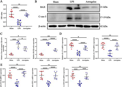 Astragalus Regulates The Intestinal Immune Response During Sepsis By