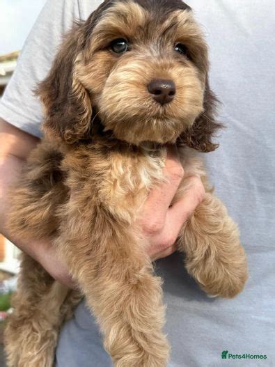Apricot Sable And Chocolate Sable Cockapoo Puppies For Sale In Bury