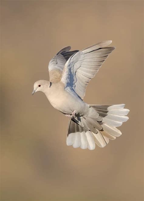 Eurasian Collared Dove Tail At Callum Coombes Blog