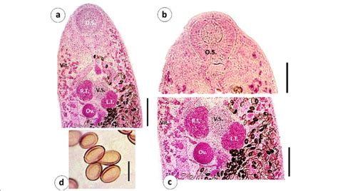 Photomicrographs Of Mesocoelium Sociale A Magnified Anterior Worm Body
